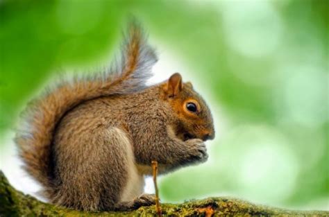 La ardilla Características hábitat qué come alimentación Animal