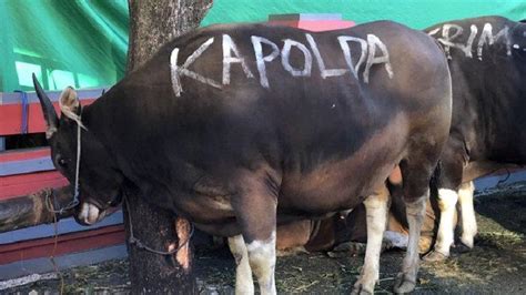 Sapi Dari Kapolda Bali Paling Gemuk Idul Adha Ajak Jajaran Polresta