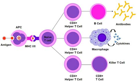 Effector T Cell Functions Activation Of CD4 Helper T Cells Via