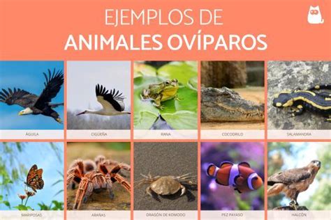 Ovoviviparos
