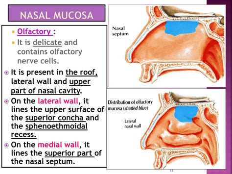 PPT ANATOMY OF THE NOSE AND OLFACTORY NERVE PowerPoint Presentation