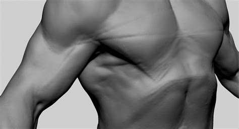 Male Torso B 3D TurboSquid 1937935