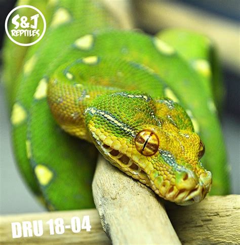 Kofiau Green Tree Python Traits Morphpedia