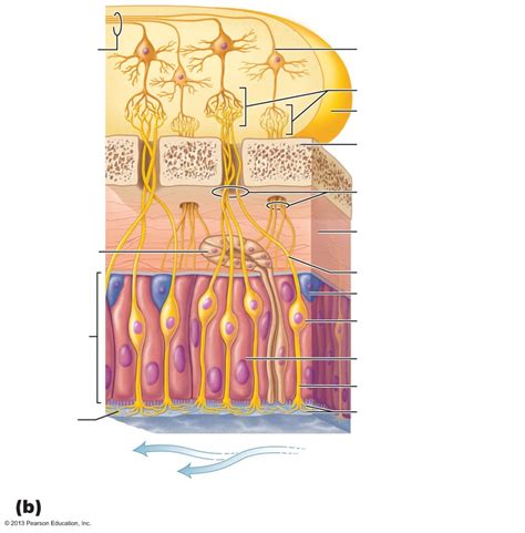Olfactory Epithelium Labeling Diagram Quizlet