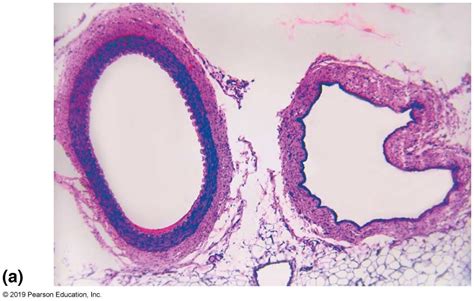 ARTERY VEIN AND NERVE HISTOLOGY Diagram Quizlet