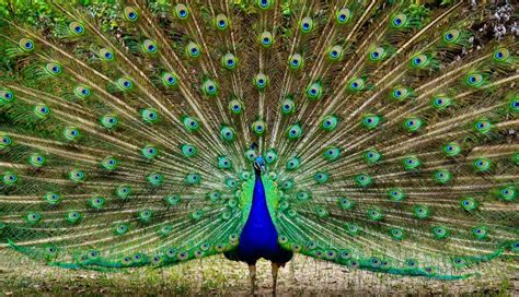 La Cola Del Pavo Real Historia Evolución Y Simbolismo Basado En
