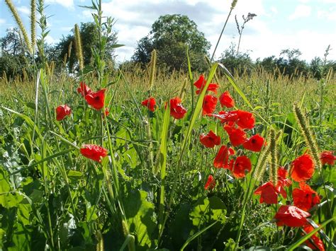 Coquelicot Prairie Papaver Photo Gratuite Sur Pixabay