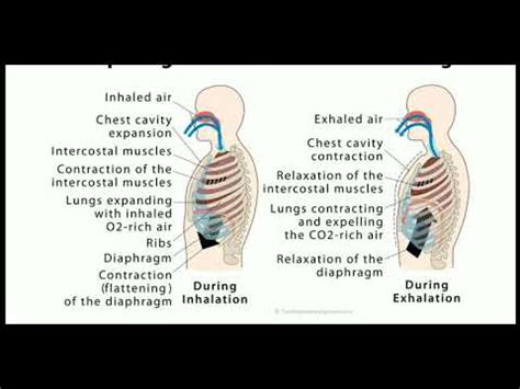 MECHANISM OF RESPIRATION IN HUMAN BEINGS 10th CLASS BIOLOGY YouTube