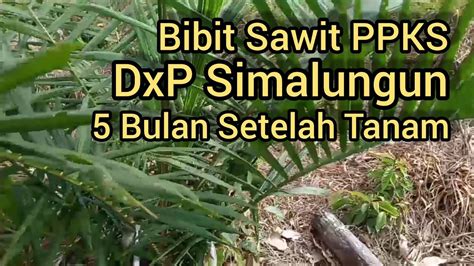 Bibit Sawit PPKS Varietas DxP Simalungun 5 Bulan Setelah Tanam YouTube