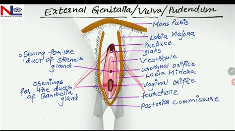 Female Reproductive Anatomy External