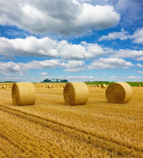 Balas De Oro De La Paja Del Heno En El Campo De Rastrojo Campo Agr