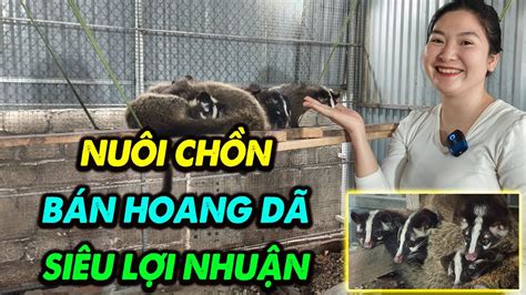 Mô Hình Chăn Nuôi Chồn Mốc Bán Hoang Dã Siêu Lợi Nhuận Nuôi Chồn Avi