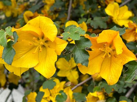 Fremontodendron californicum du soleil en arbre Paris côté jardin