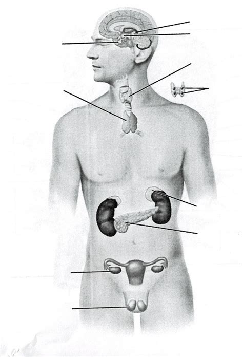 Endocrine System Diagram Quizlet