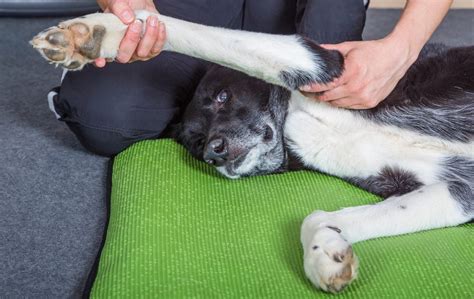 Arthrose Beim Hund Alle Infos Zu Symptomen Ursachen Und Behandlung