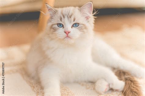 Mały kot rasy ragdoll Kocię ragdoll Mały kot Mały kotek Młody kot