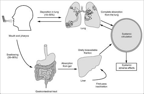 Corticosteroids Mechanism Of Action