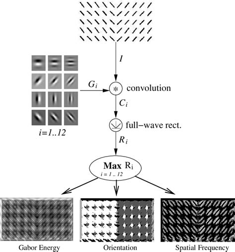 gabor filter bank the process used to generate two orientation response download scientific