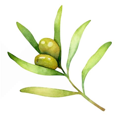 Premium Vector Watercolor Floral Illustration Of Olive Branch With