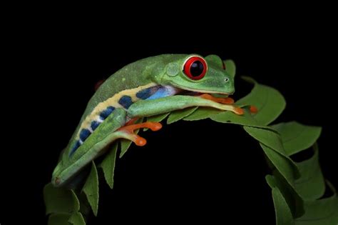 Rana arbórea de ojos rojos primer plano sobre hojas rana arborícola de
