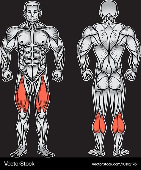 Anatomy Of Male Muscular System Exercise And Vector Image