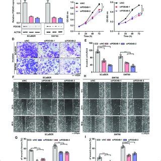 PDE4B Knockdown Inhibits UBC Cells Proliferation And Invasion A