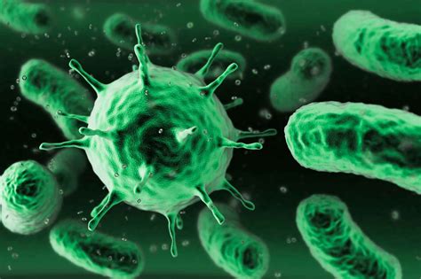 La Oms Publica La Lista De Bacterias Para Las Que Se Necesitan