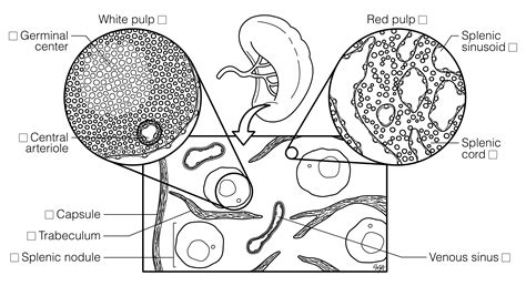 Spleen FINAL Histology Coloring Book