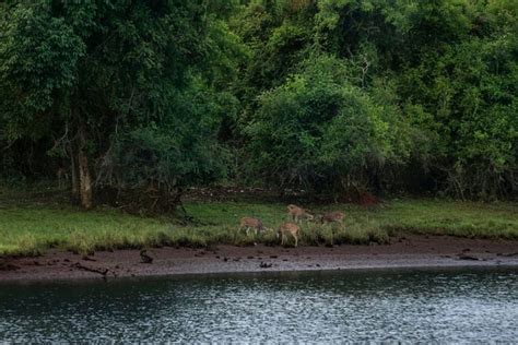Top 15 Things To Do In Masinagudi To Get The Best Outcome From Your