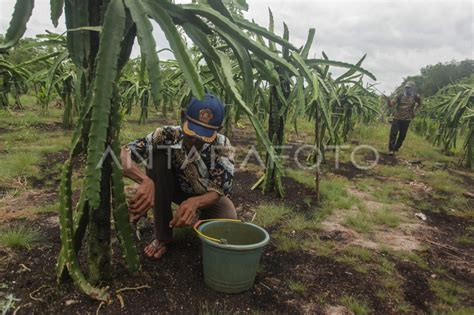 DESA KEBUN BUAH NAGA DI LAHAN GAMBUT ANTARA Foto