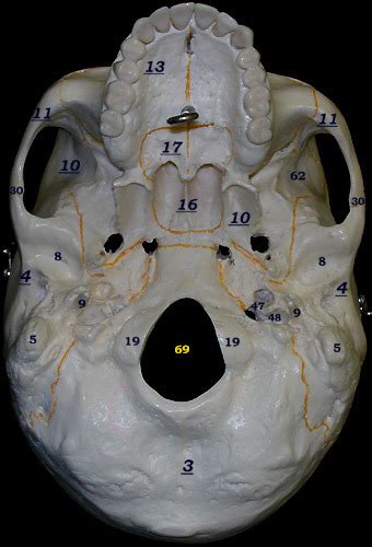 Skull Ventral Diagram Quizlet