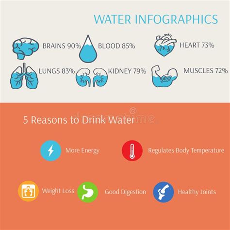 Benefits Of Drinking Water Infographics Body Water Vector Stock Vector