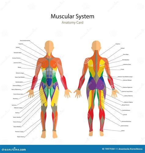 Illustration Des Muscles Humains Le Corps Féminin Formation De Gymnase