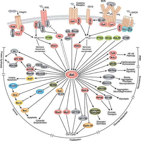 Frontiers AKT GSK3 Signaling Pathway And Schizophrenia Frontiers In