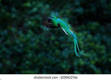 Quetzal Flying Images Stock Photos Vectors Shutterstock