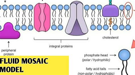 Fluid Mosaic Model Of Plasma Membrane Plasma Membrane YouTube