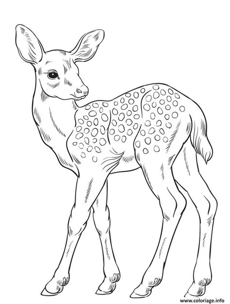 Coloriage Faon Et Cerf Jecolorie The Best Porn Website