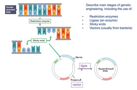 Genetic Engineering Flashcards Quizlet