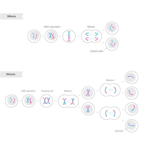 Premium Vector Mitosis And Meiosis 0 Hot Sex Picture