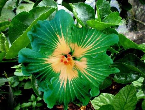 Introduzir Imagem Tipos De Hibisco Planta Br Thptnganamst Edu Vn