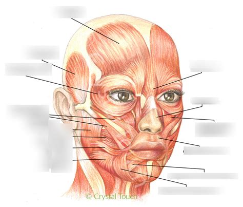 Muscles Of Facial Expressions Diagram Quizlet
