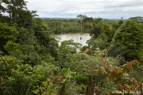 La selva en el verso de José Martí ECOPALABRAS