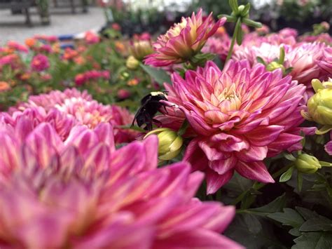Dahlia Bee Wells Medina Nursery