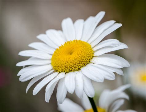 Flower Daisy Nature Free Photo On Pixabay Pixabay