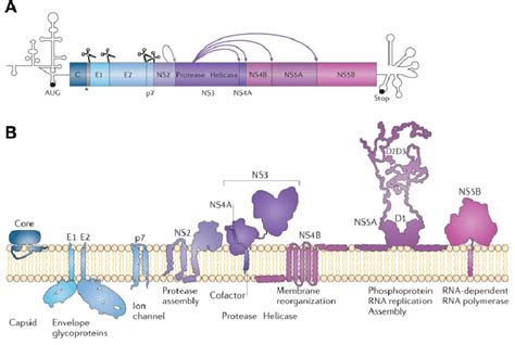 HCV Genome Organization With Indicated Cleavage Sites Of Host And Viral