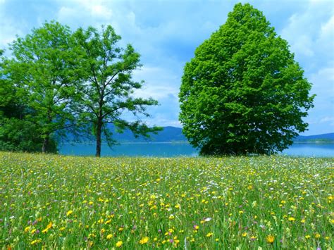 Fotos gratis paisaje árbol agua naturaleza césped cielo campo