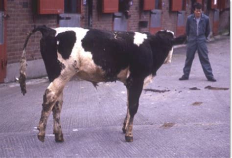 CMcA Bovine Musculoskeletal Exam Flashcards Quizlet