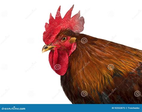 Gallo Masculino Hermoso Aislado En El Fondo Blanco Imagen De Archivo
