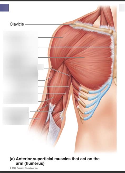 Lab Thorax Abdomen Shoulder Arm Diagram Quizlet