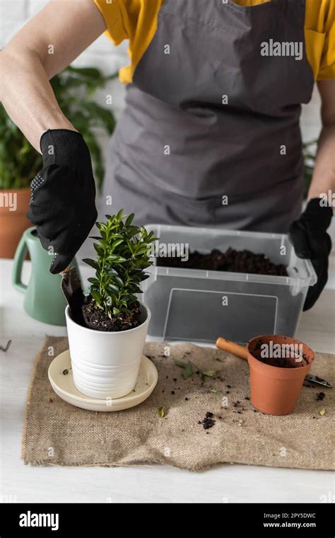 Spring Houseplant Care Repotting Houseplants Waking Up Indoor Plants